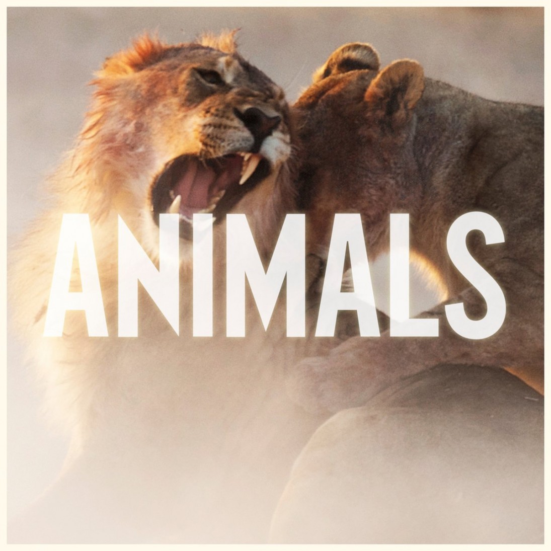Maroon 5 : Animals – Single | Has it leaked?